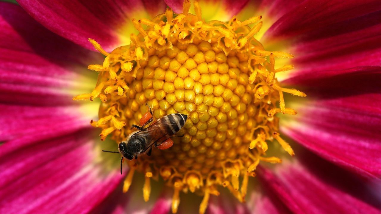 Cortejo animal, un amor que garantiza la biodiversidad