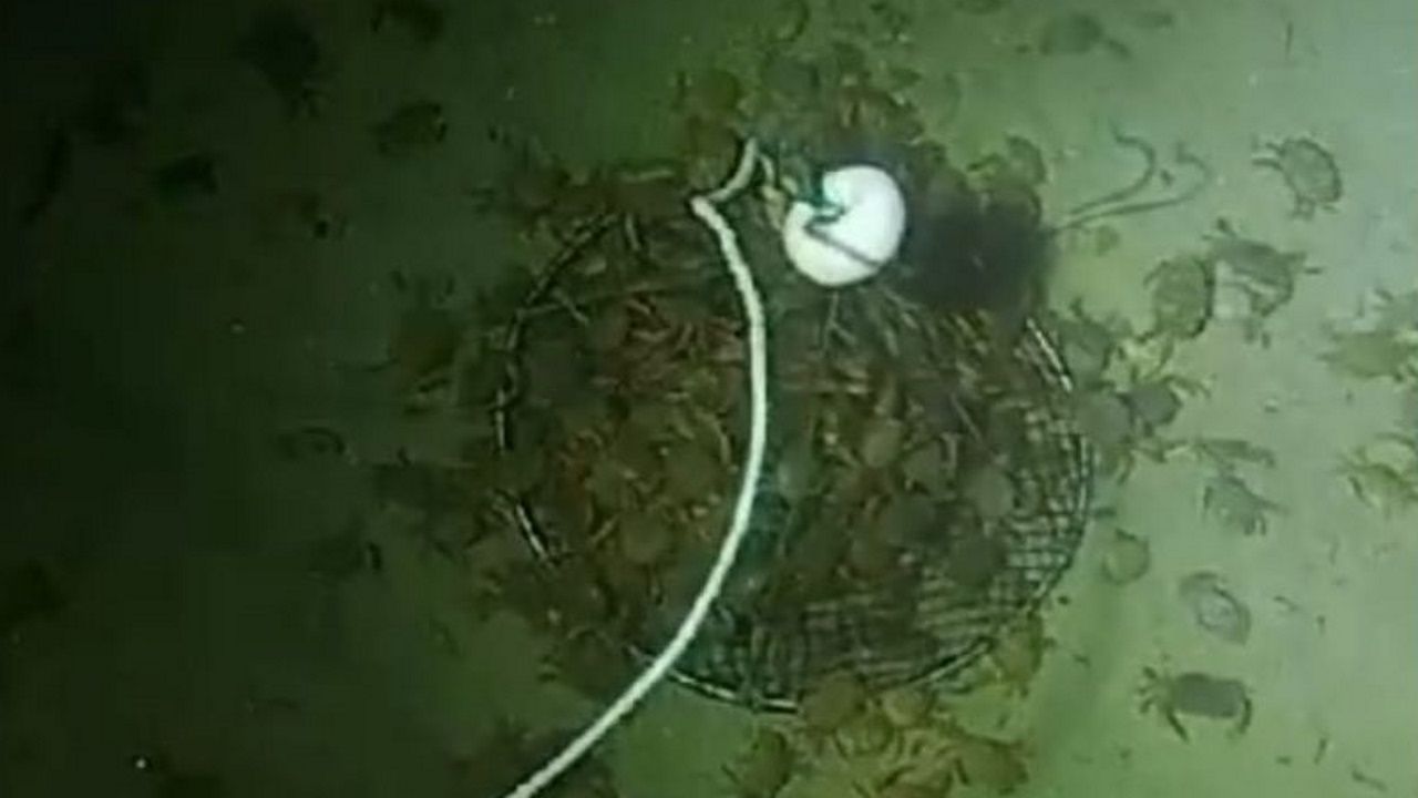 La zaranda se cuela entre los útiles de pesca