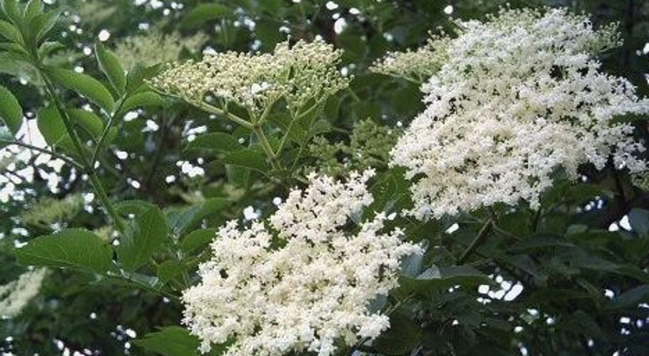 Dos salgueiros que inzan as terras esquecidas