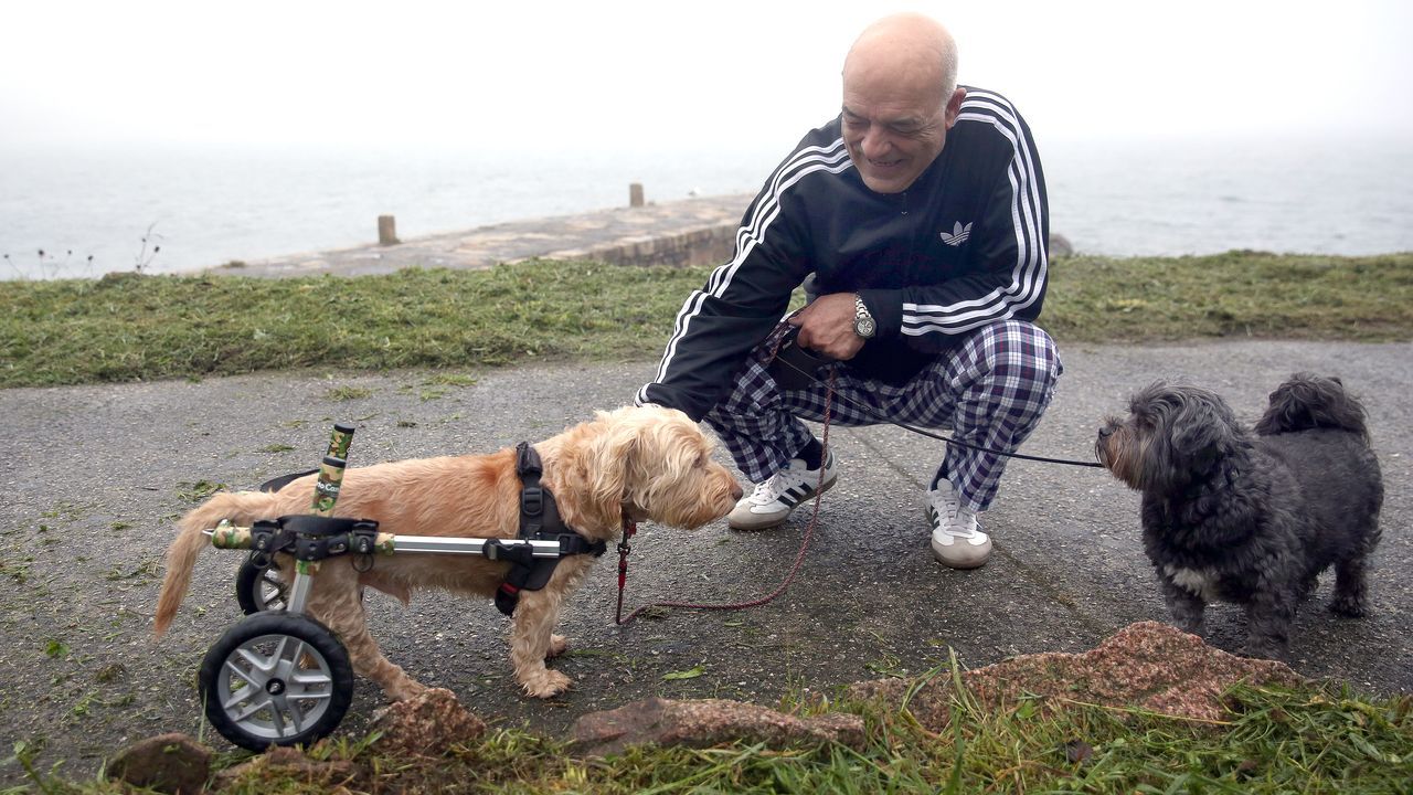 Cooper, el perro parapléjico que salió de la calle y ahora viaja sobre ...