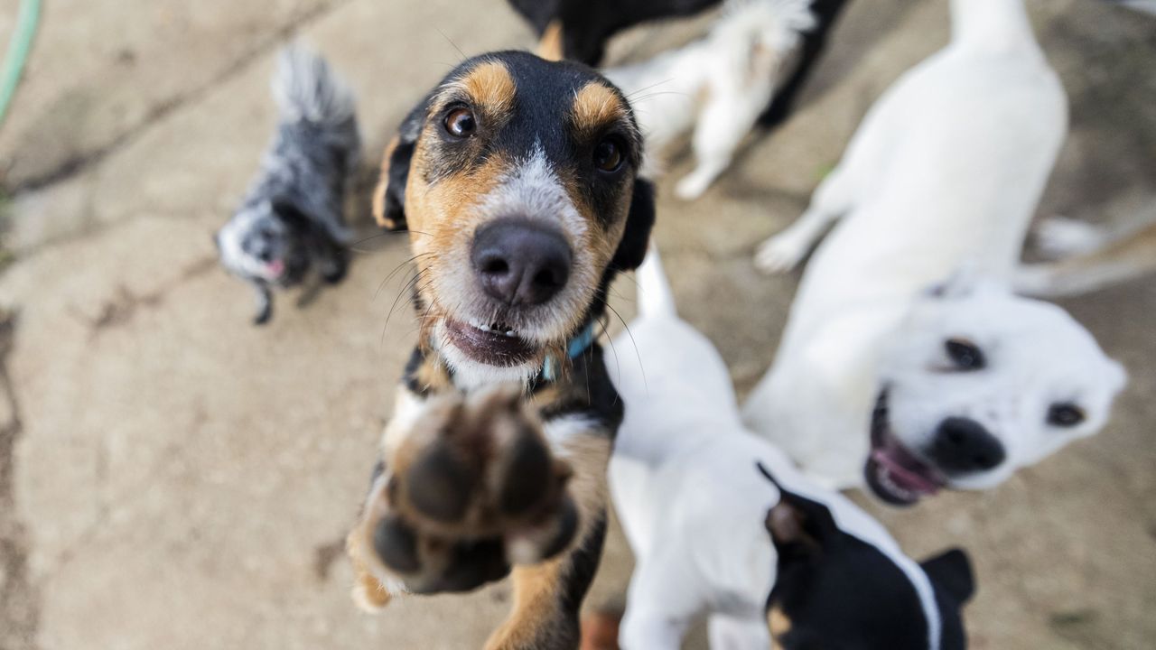 La ley de bienestar animal aún espera la aplicación de varios de sus ...