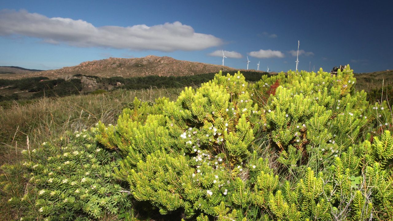 La caramiña, una planta clave para estabilizar dunas y resistir la erosión