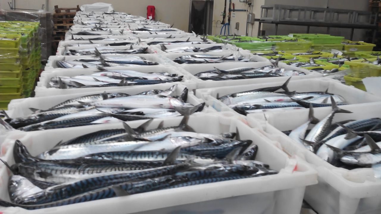 La xarda ya vuelve a conquistar paladares a menos de cinco euros el kilo