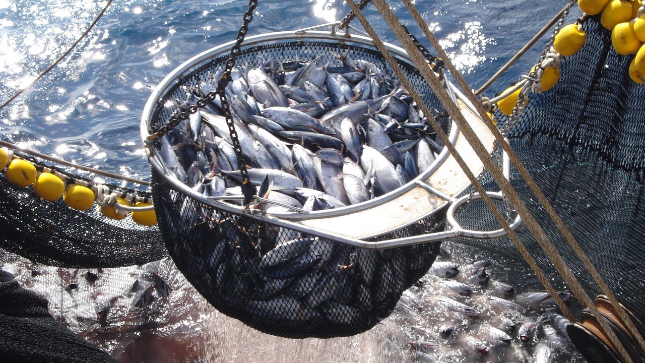 La Flota Europea Teme Una Entrada Masiva De Filetes De Atún Indonesio