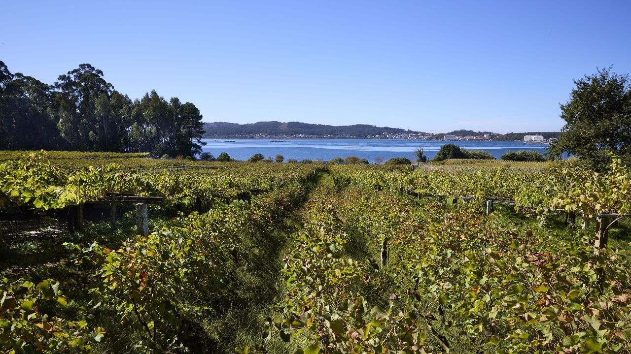 Ruido y caos, también para el vino