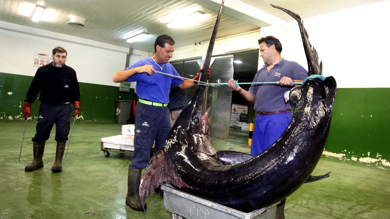 La flota gallega aplaude que se le permita descartar aguja azul y ...