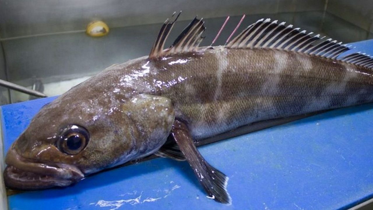 El objetivo: la preciada merluza negra