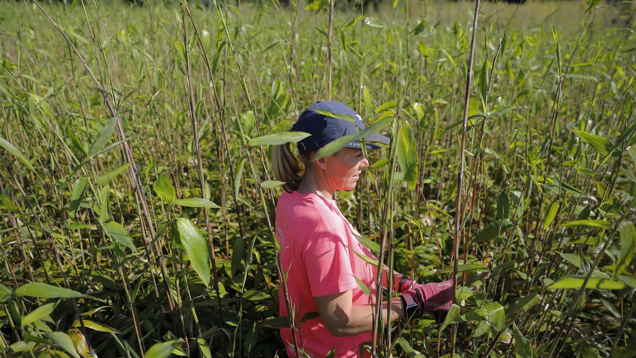 Bambú de Vilarmaior para Europa