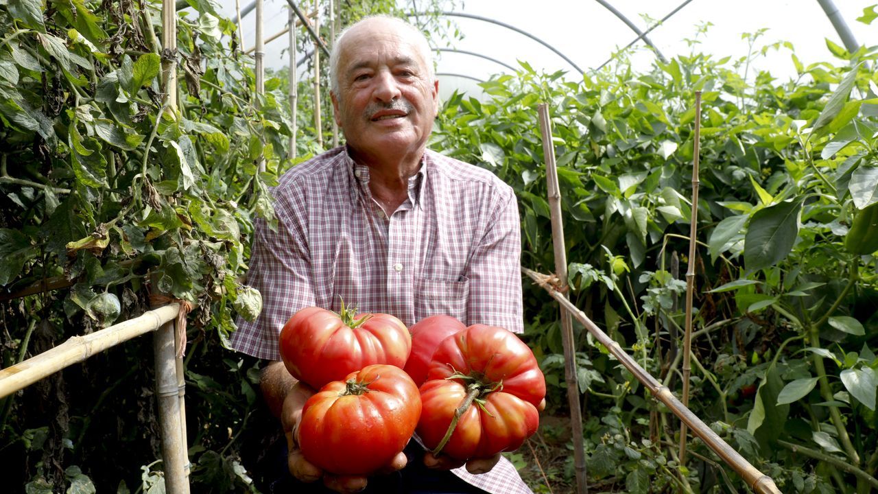 Las megahortalizas de José Antonio Moar: «O segredo para ter esta ...