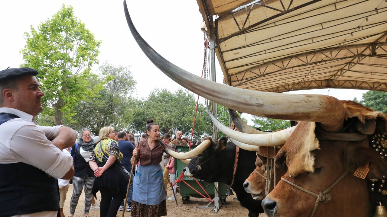 La Festa do Labrego vuelve este fin de semana a Vilariño