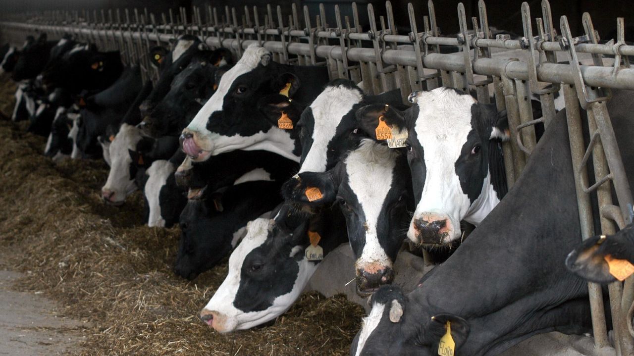 Leche con más grasa y proteína, la receta para que las granjas sean más ...