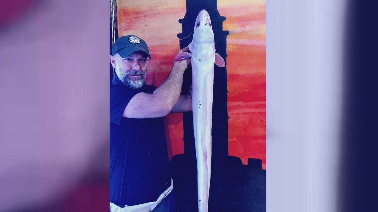 Un congrio albino en el mostrador de Marc del Norte