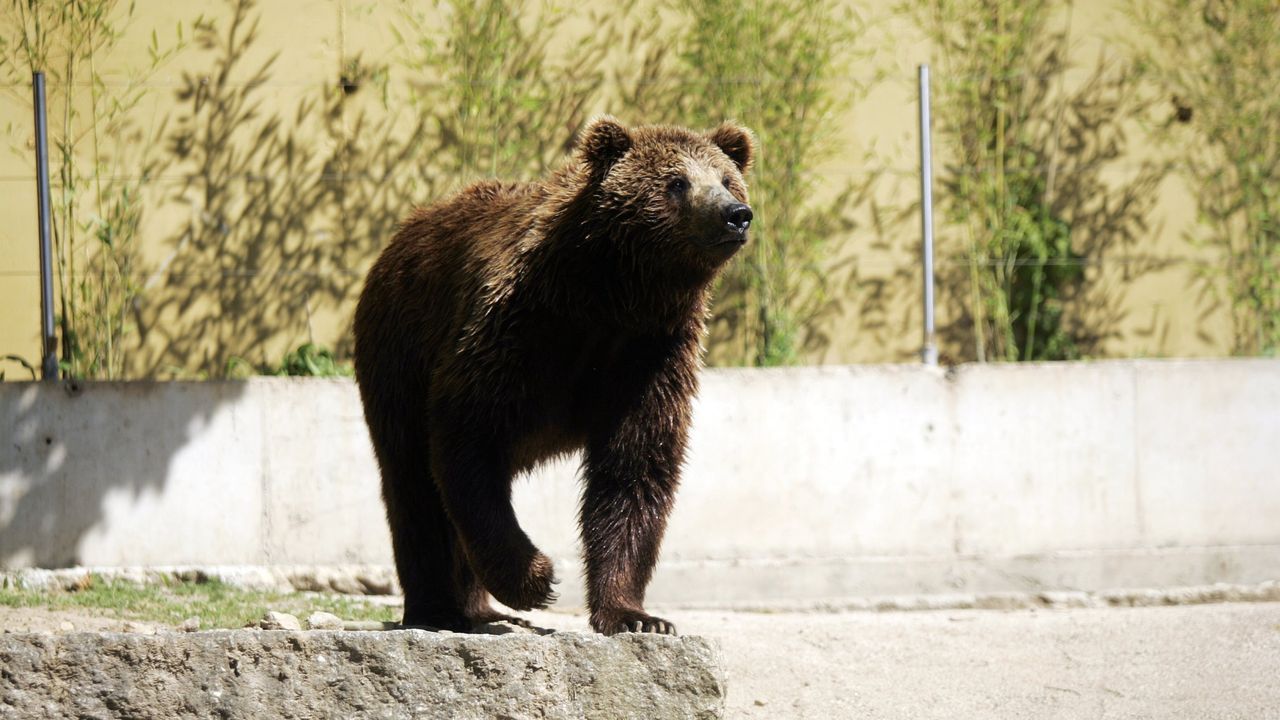 Fallece el oso Carmo, uno de los animales más queridos del zoo de Vigo