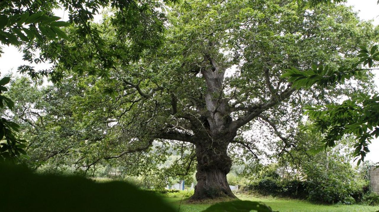 Adiós al emblemático carballo de Vilar de Francos: el temporal Bert ...