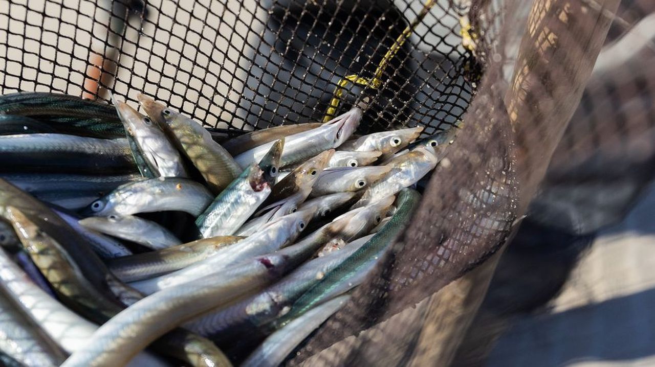El lubión sostiene la historia en Lires