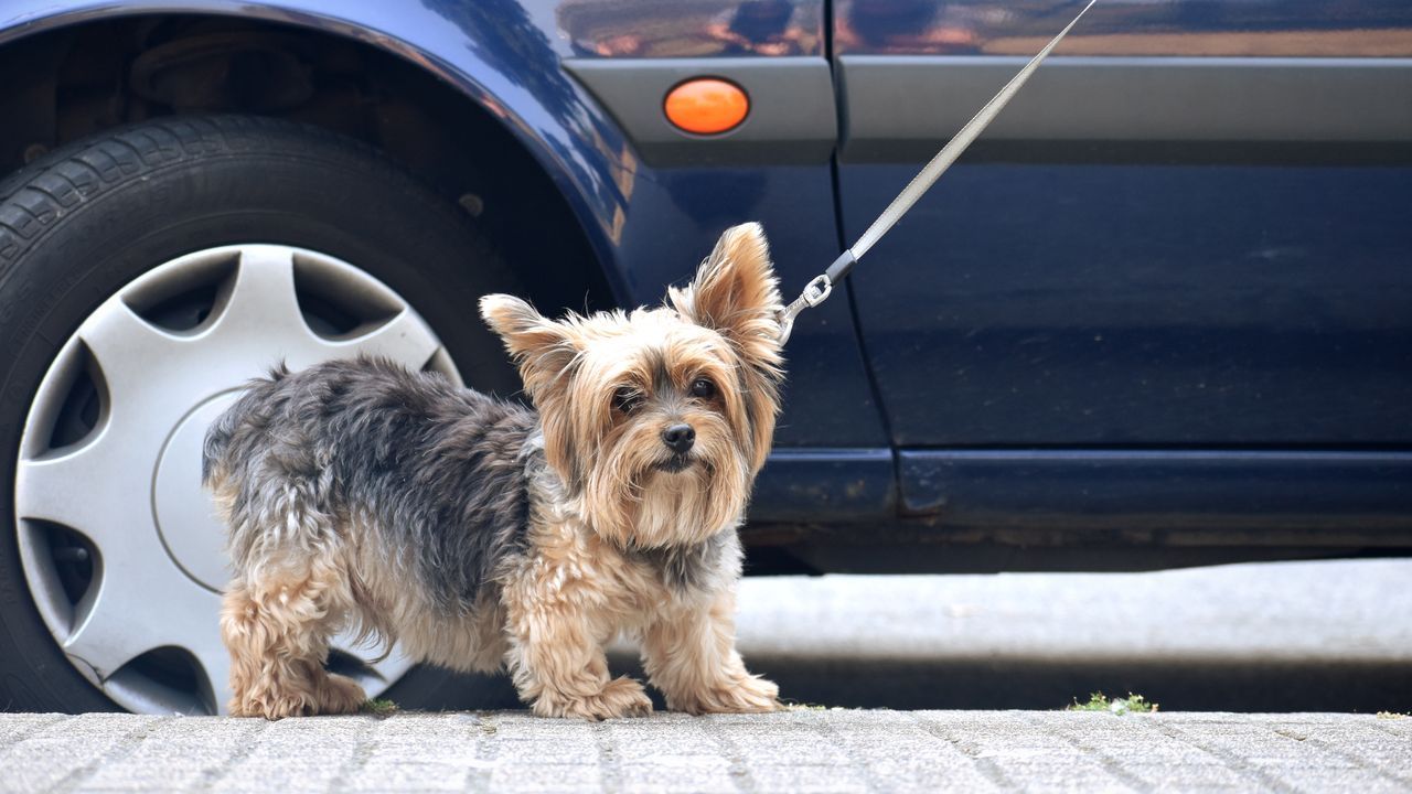 Estas son las tres razas que predominan en la ciudad de los 31.000 perros