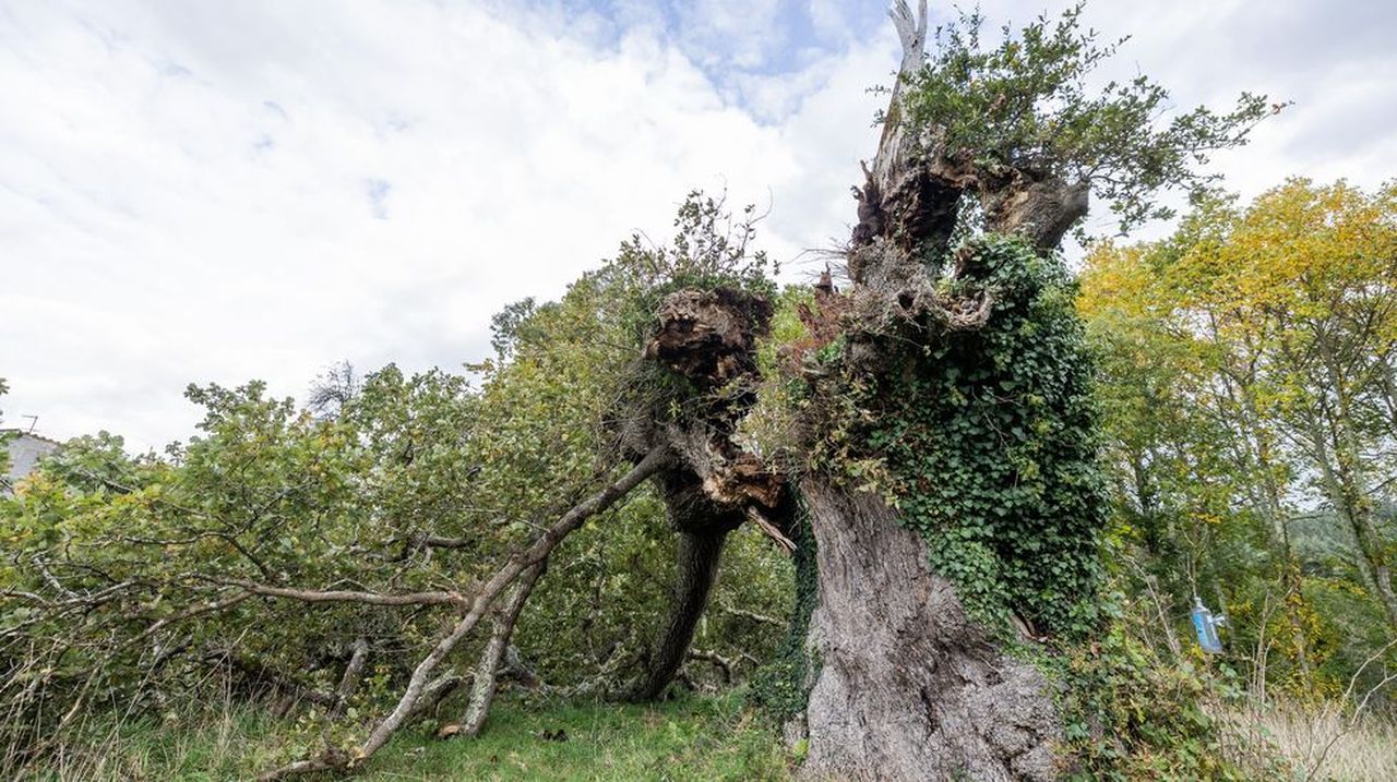 Adiós al emblemático carballo de Vilar de Francos: el temporal Bert ...
