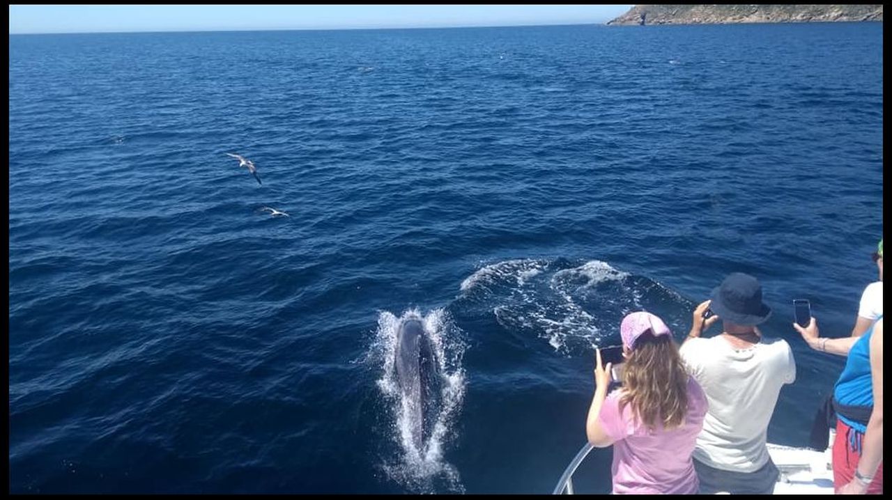 El delfín, la amigable alternativa a las orcas que puebla la Costa da Morte