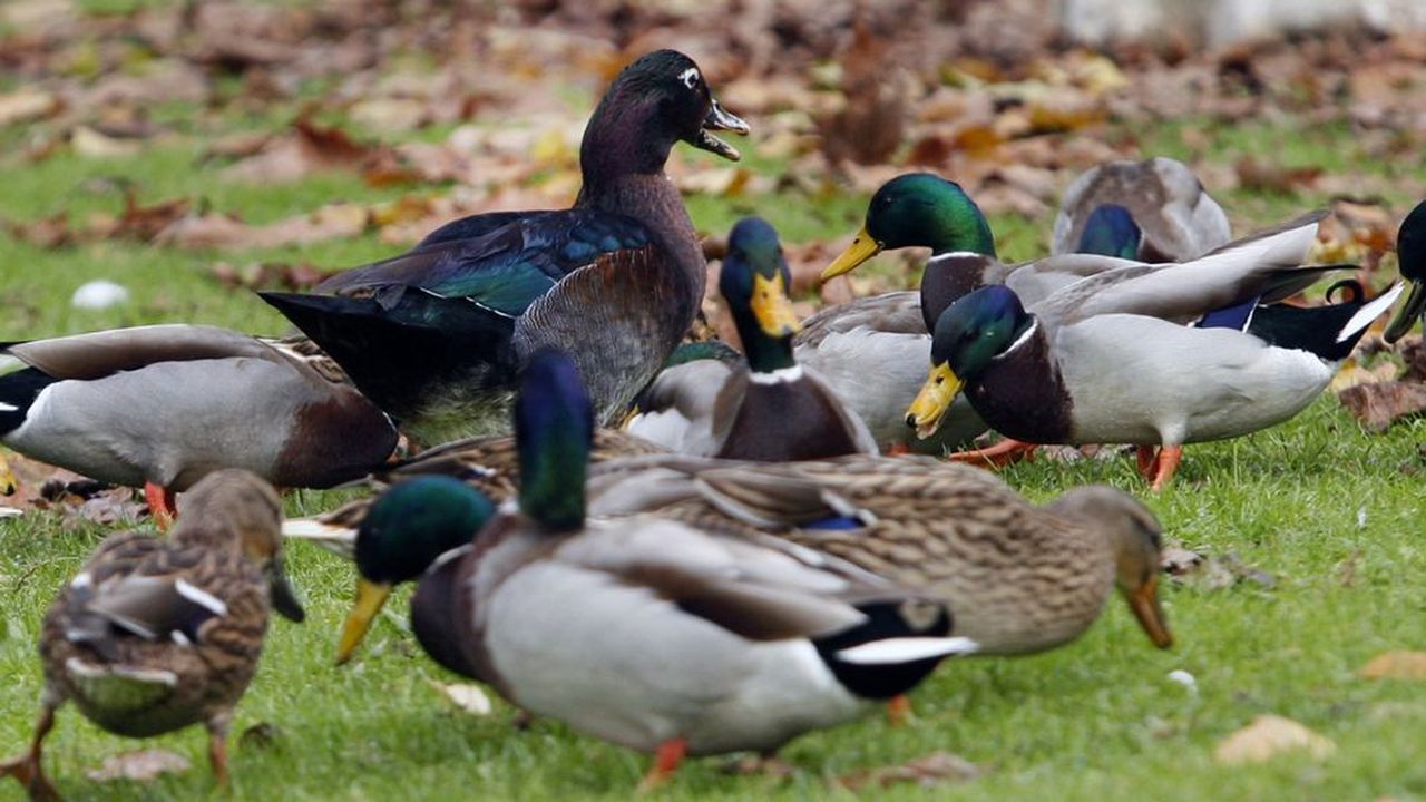 Un híbrido de oca y pato a orillas del Cabe