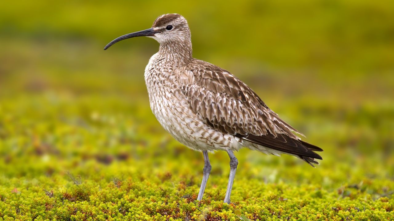 Un total de 44 especies se extinguieron en el 2025