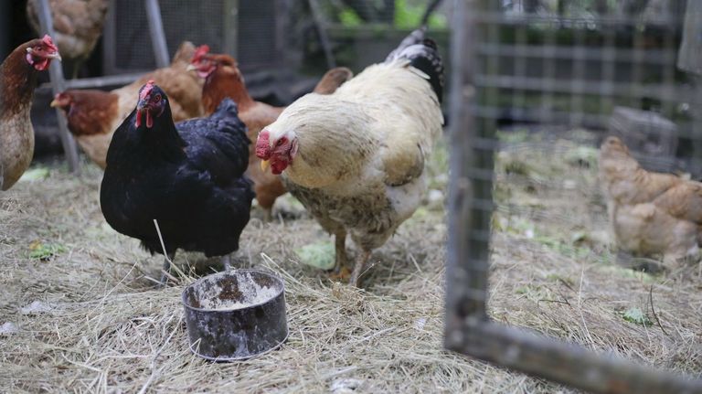 La Xunta incluye a Vilagarcía en las zonas de vigilancia por la gripe aviar