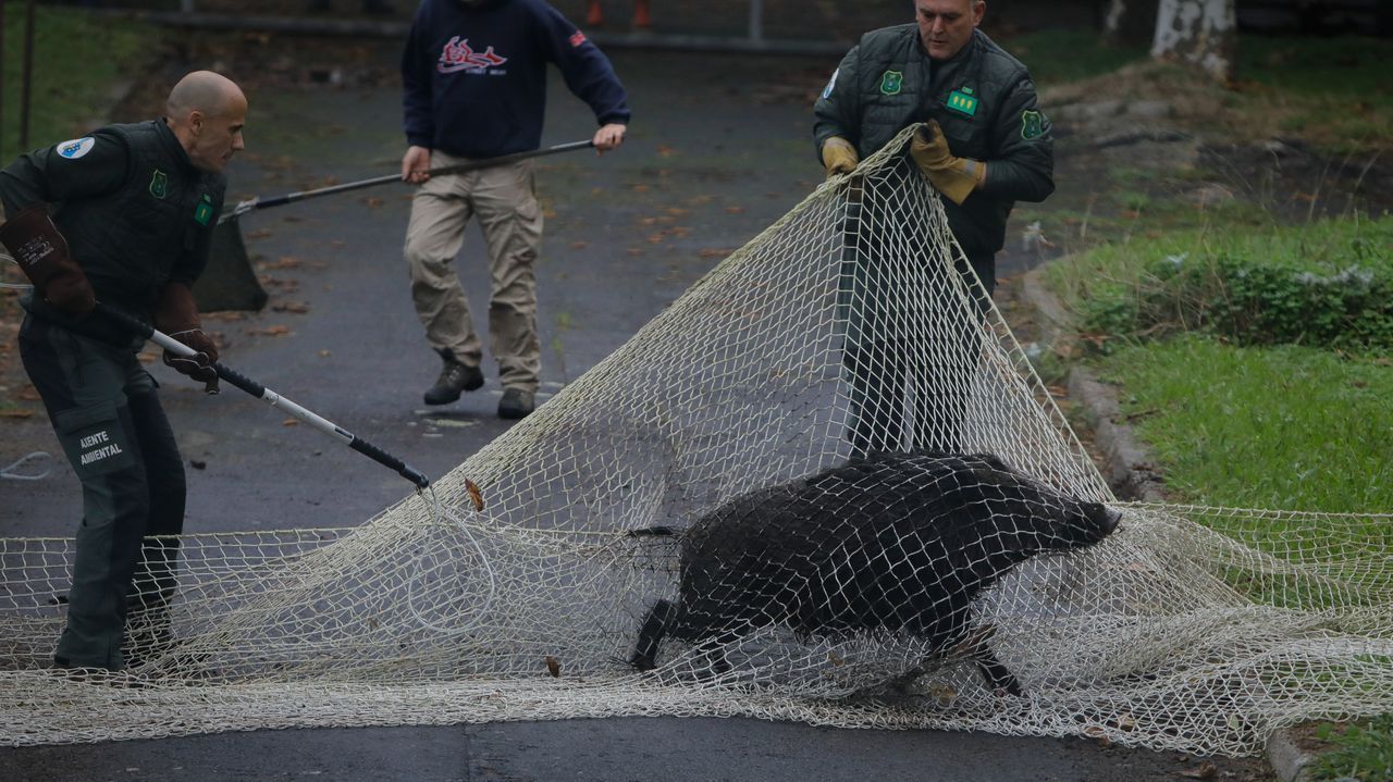 Capturan a tres jabalíes que se colaron en el CIFP de Imaxe e Son de A ...