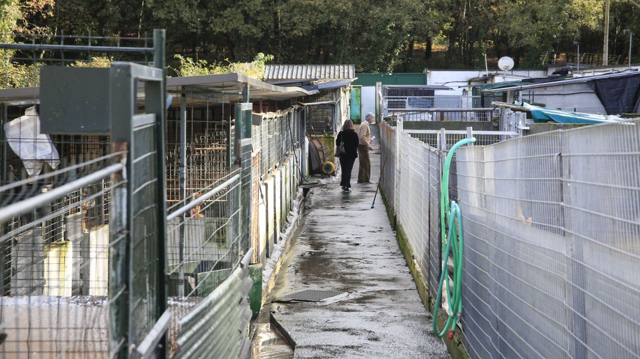 El proyecto para remodelar la protectora de Lugo no cumple con la norma ...