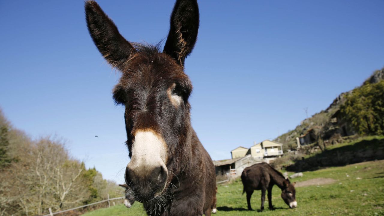 Tres burros ante el espejo