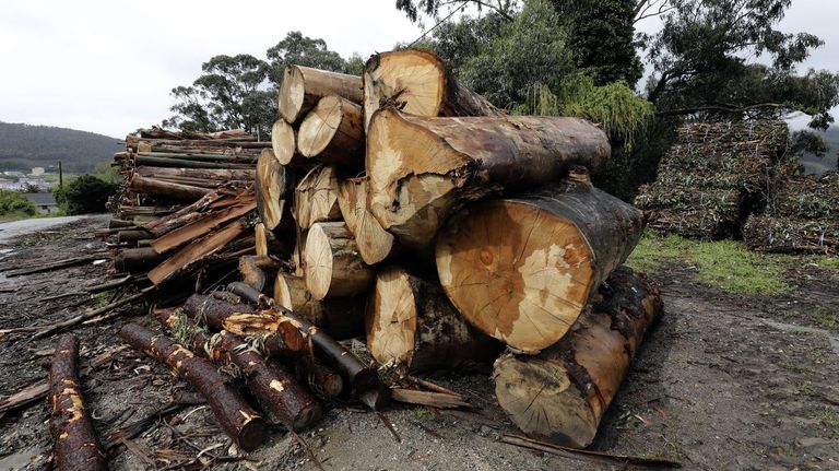 La Xunta subasta en A Coruña 18 lotes de madera por 1,1 millones de euros