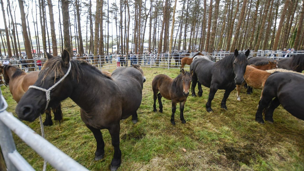 Guía de ocio para esta semana en Lugo: Muras se prepara para la Feira ...