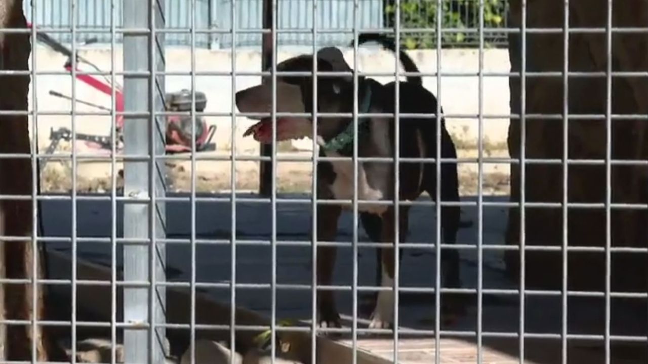 Muere una mujer de 96 años tras ser atacada por dos perros en Murcia