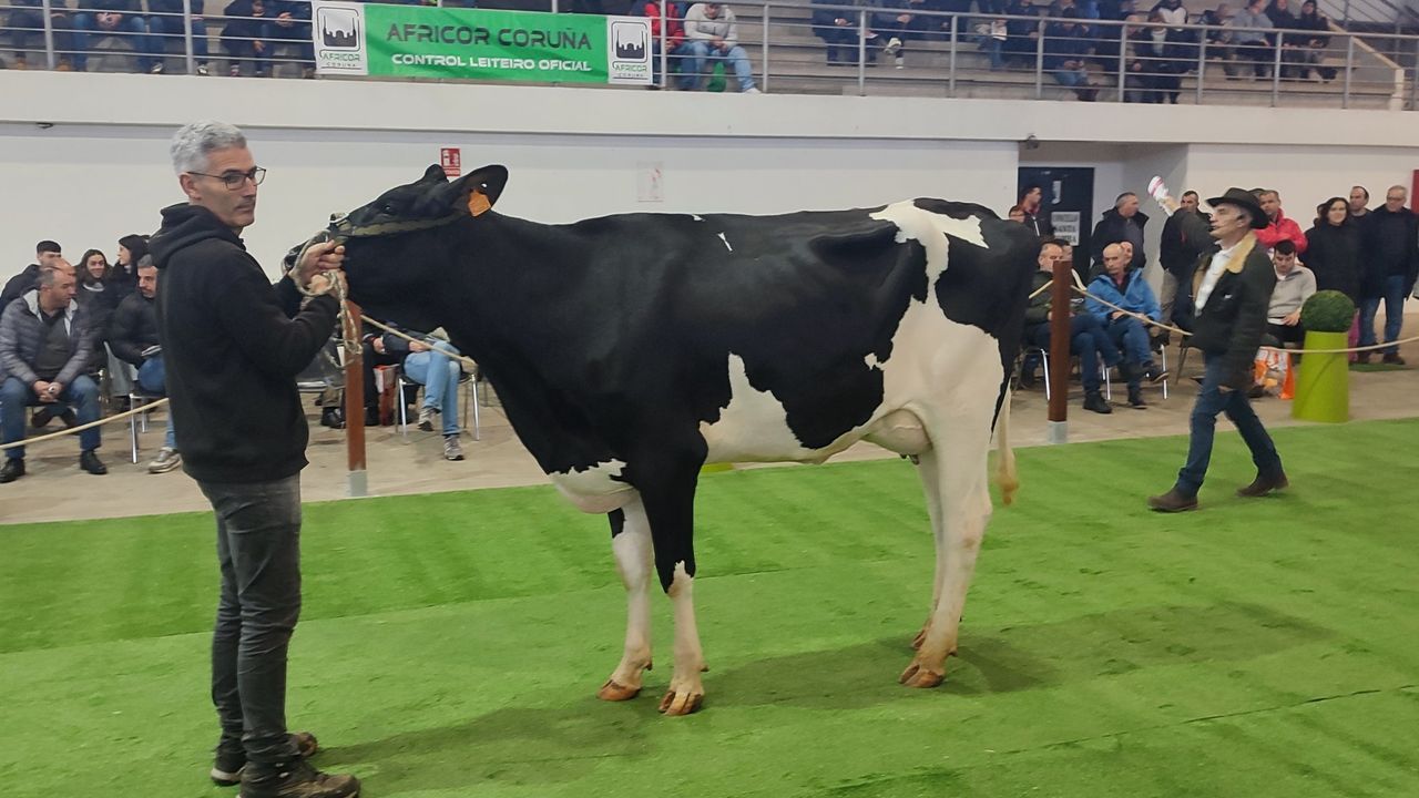 «A mellora xenética da vaca non vai tanto pola producción como pola ...
