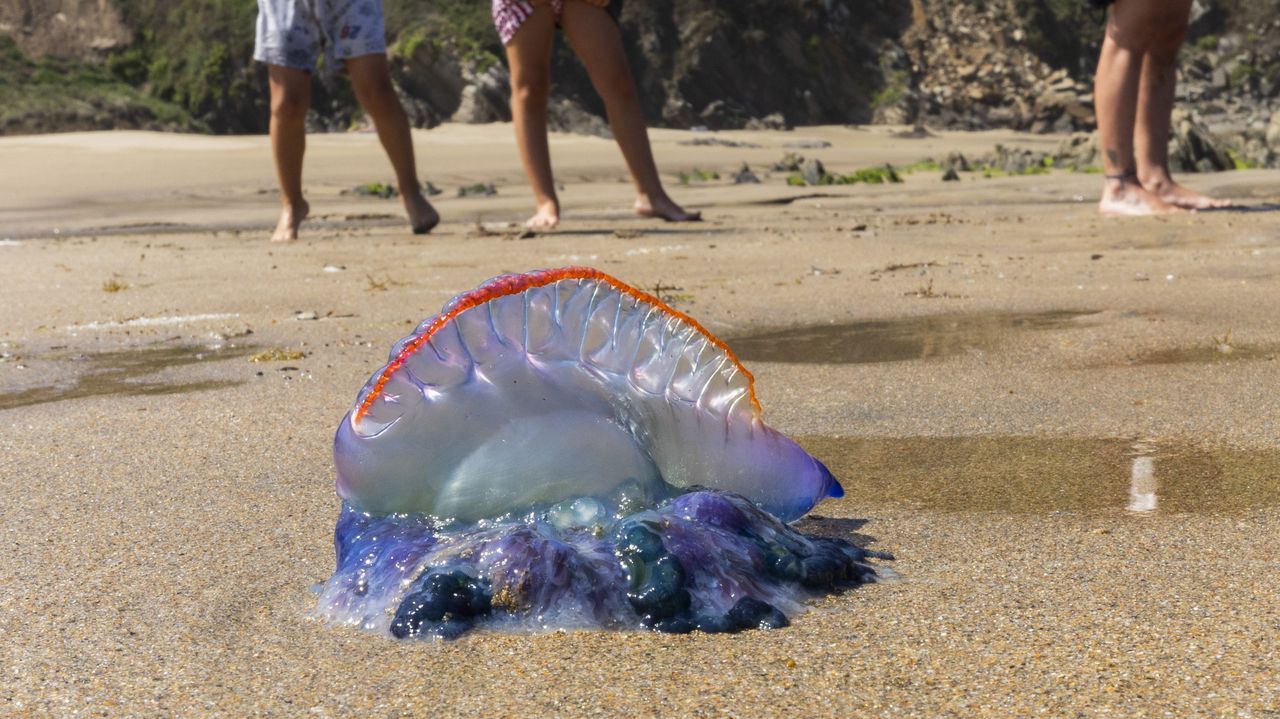 Las carabelas portuguesas regresan un año después a la Costa da Morte