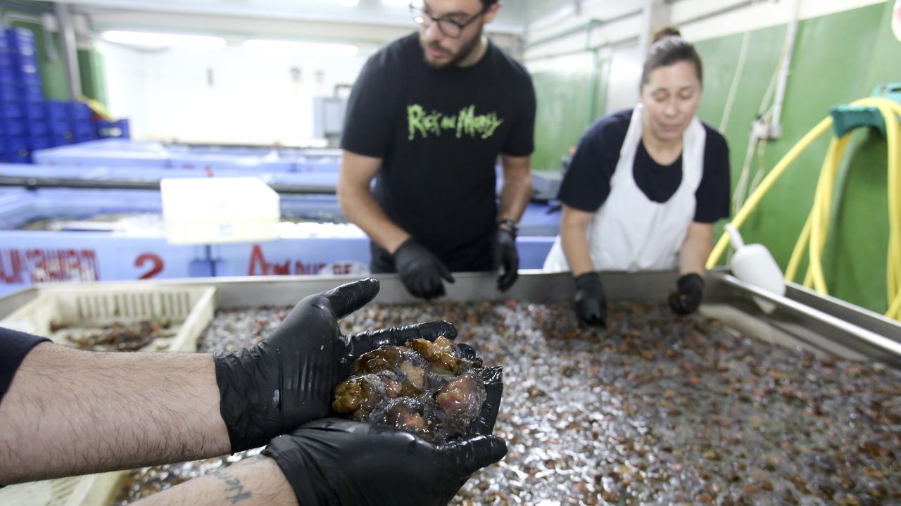 La «ortiguilla de mar», la prima de la medusa que se captura en la zona ...