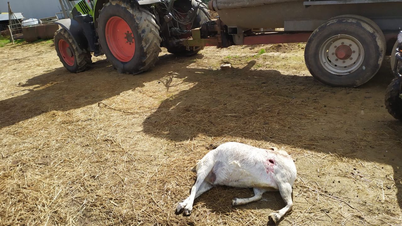Matan 3 cabras de raza Boer a un ganadero de Cerceda que ya perdió 4 ovejas el año pasado
