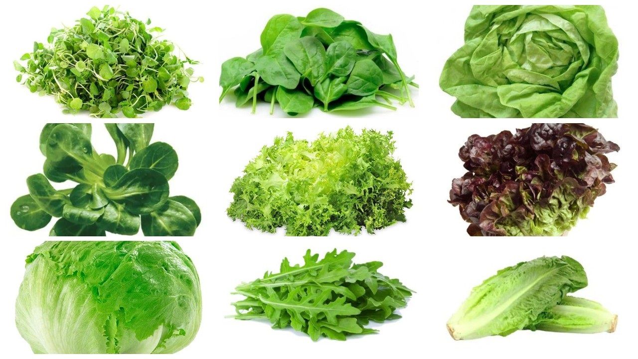 ¿Lechuga, espinacas o rúcula? Por qué es importante acertar con el ...