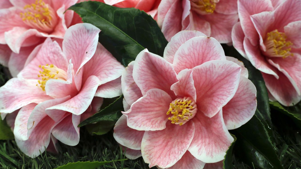 Cambados celebrará con más de medio millar de variedades su Mostra da ...