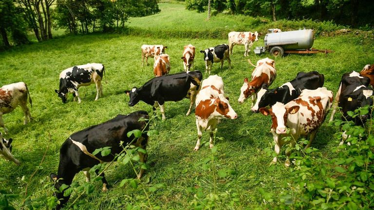 «Agora temos vacas de todos lados pero costou moito polas a andar»