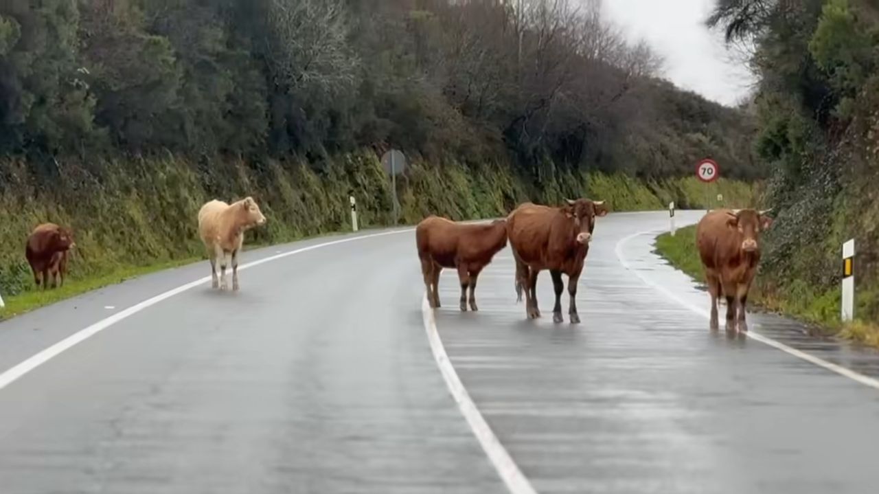 Vacas sin seguro en medio de la vía convierten en un peligro la EP-7001