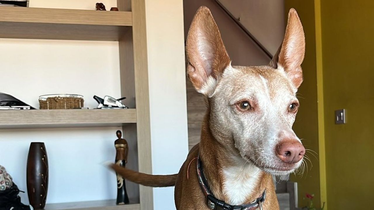 Buscan un perro perdido en el municipio de Quiroga