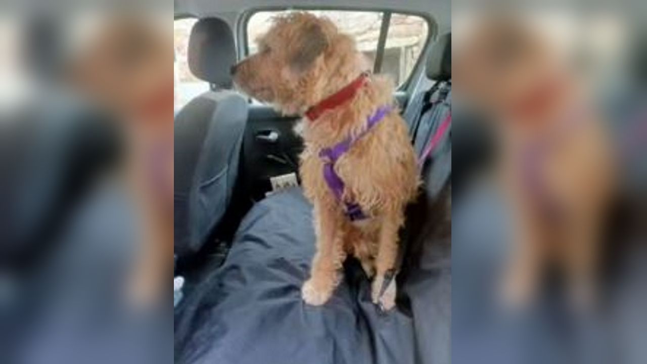 El perro Truco reaparece sano y salvo después de tres semanas perdido ...