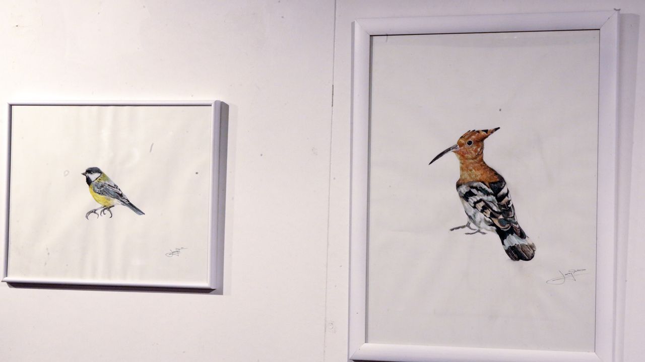 As aves en acuarela de Lara Rey chegan a Torrado