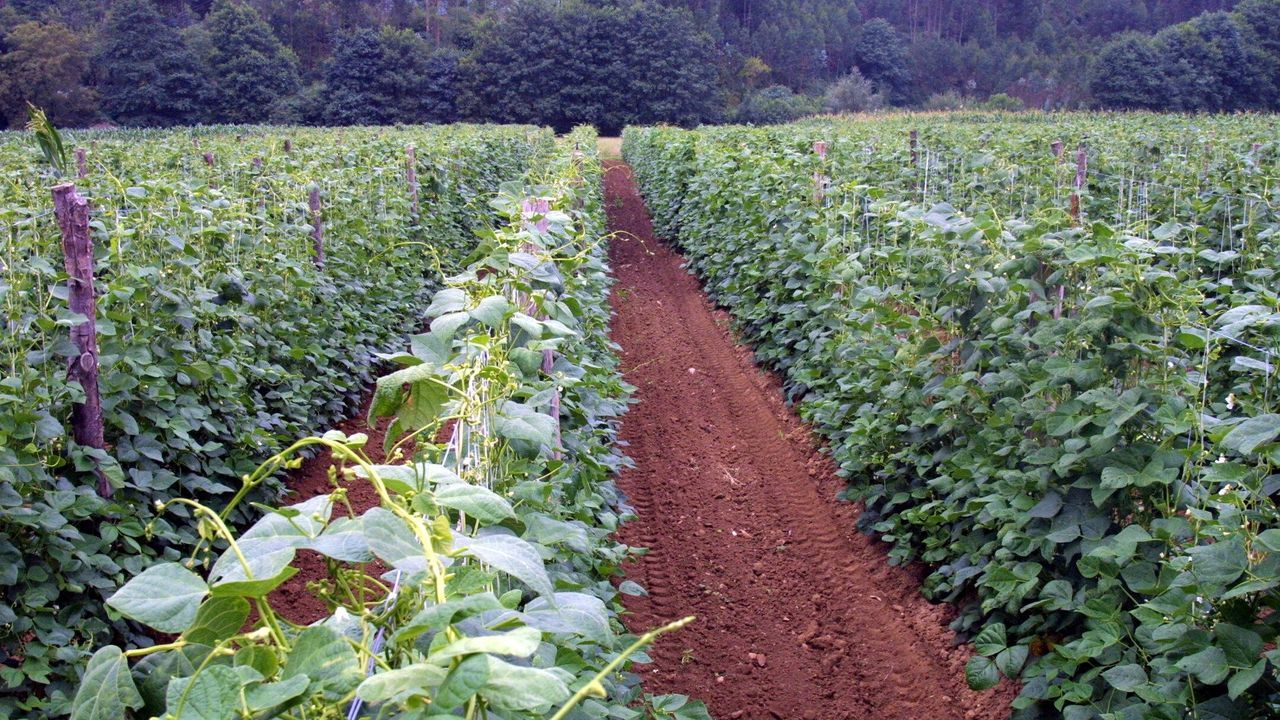 La Faba de Lourenzá busca nuevos productores y fórmulas para superar ...