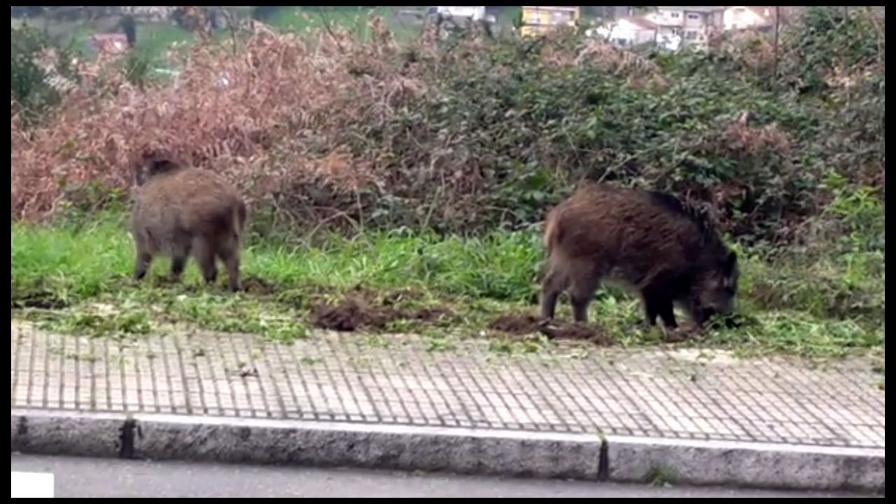 Denuncian el ataque de un jabalí a ovejas en la zona de Marzán, en Foz
