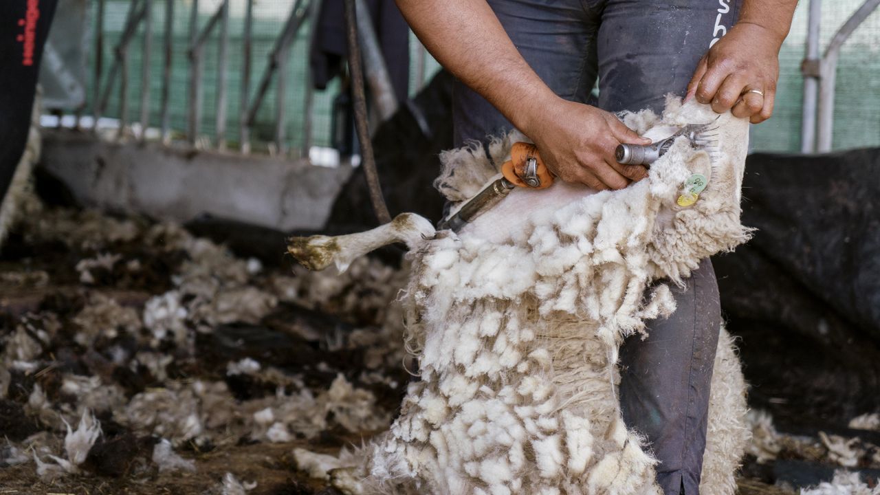 Galicia empieza a rapar a sus ovejas