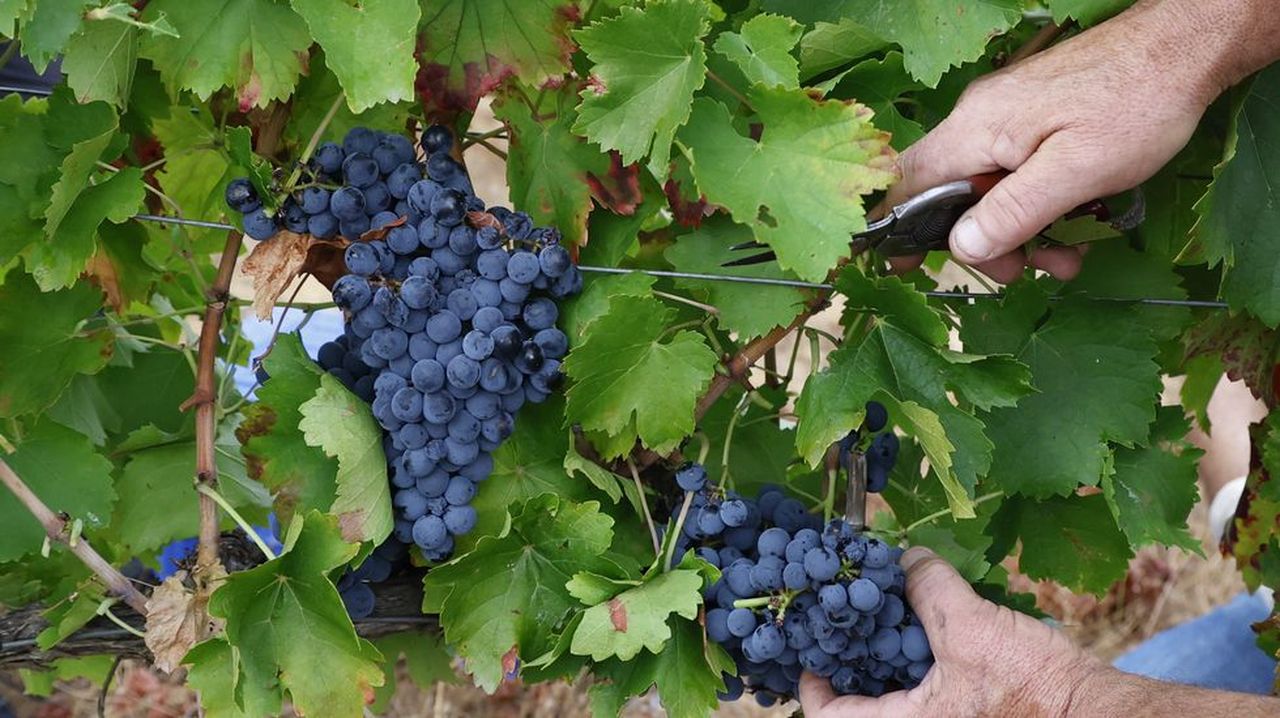 Inspección de trabajo descubre temporeros en situación irregular en Valdeorras y O Ribeiro