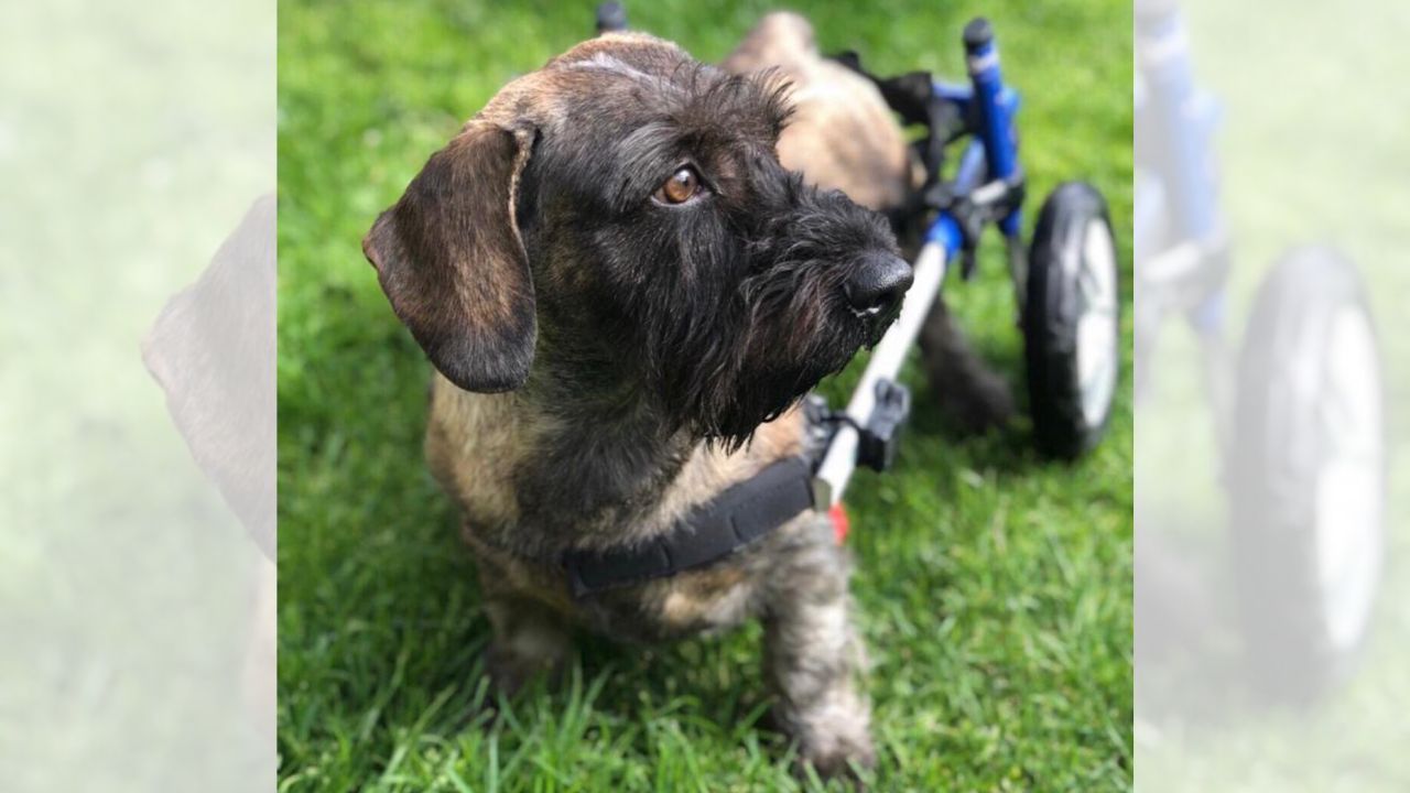 La historia de superación de Chester, un perro paralítico con una ...