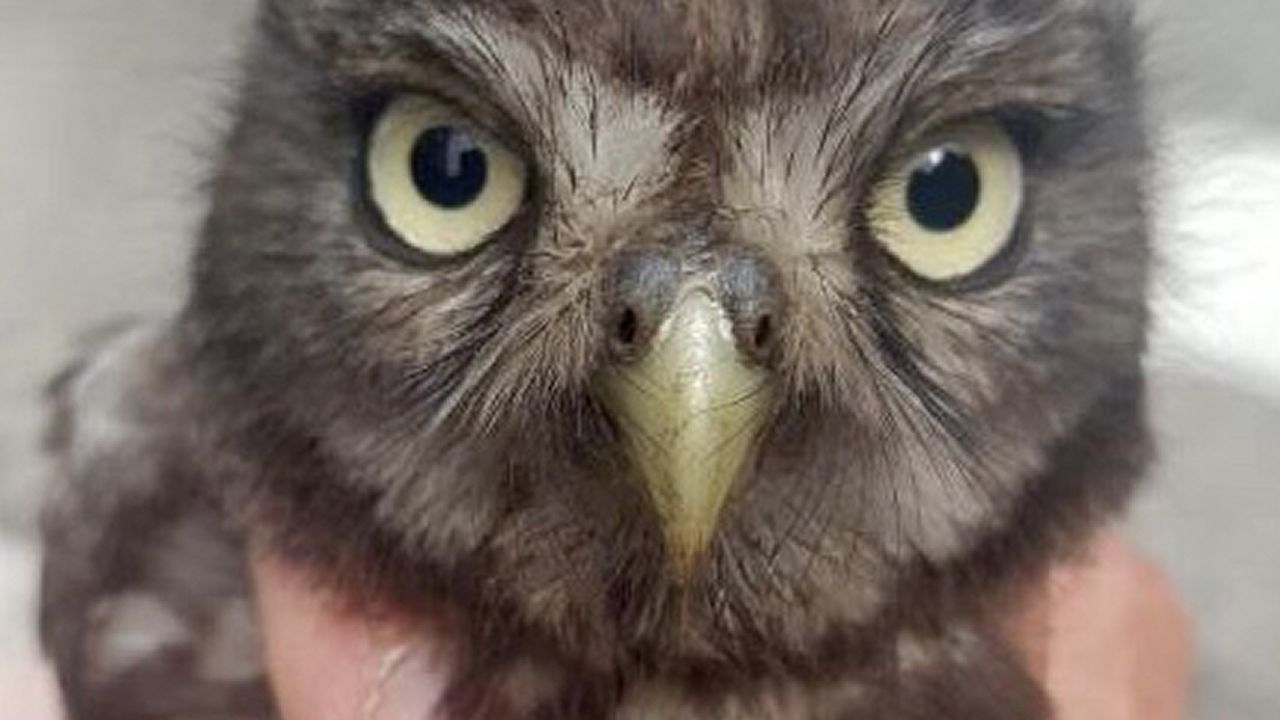 Rescatan a un búho enano atrapado en un garaje