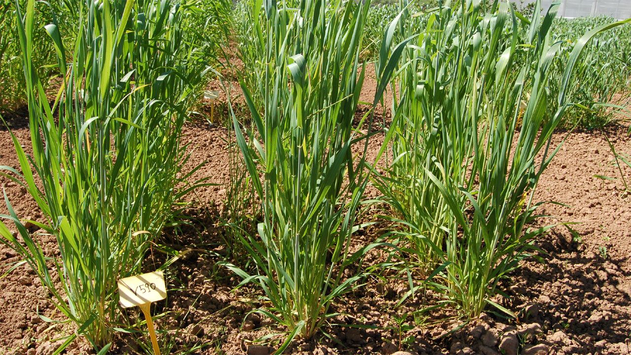 El Serida trabaja en el uso de residuos orgánicos para criar insectos y ...