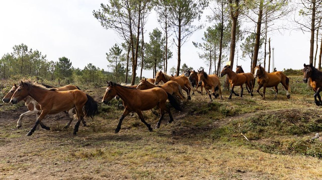 A forza do Monte Faro, hoxe na Rapa das Bestas de Vimianzo